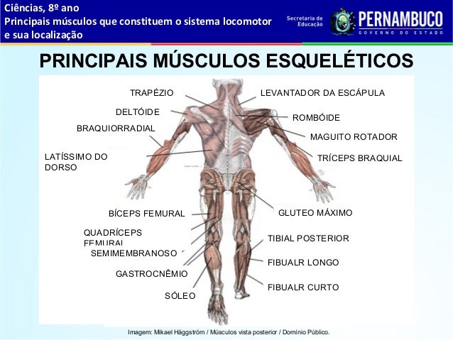 Sistema muscular e. fundamental . ppt