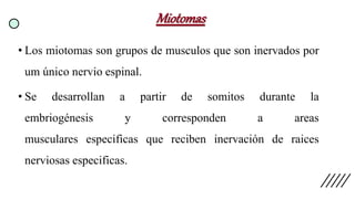 SISTEMA MUSCULAR EMBRIOLOGIA para área de medicina . Materia de ...