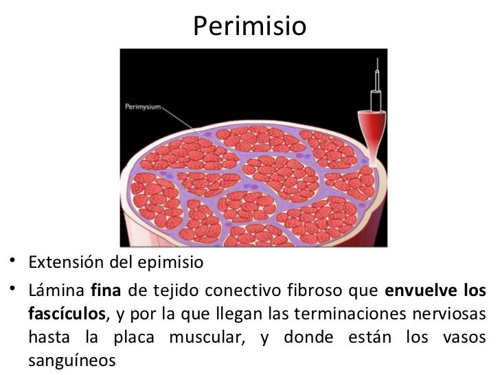 SISTEMA MUSCULAR IBC