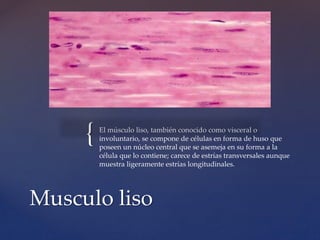 Sistema muscular exposicion | PPTX