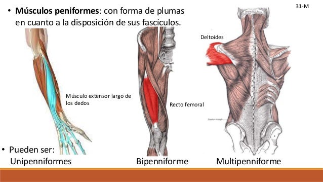 Sistema muscular