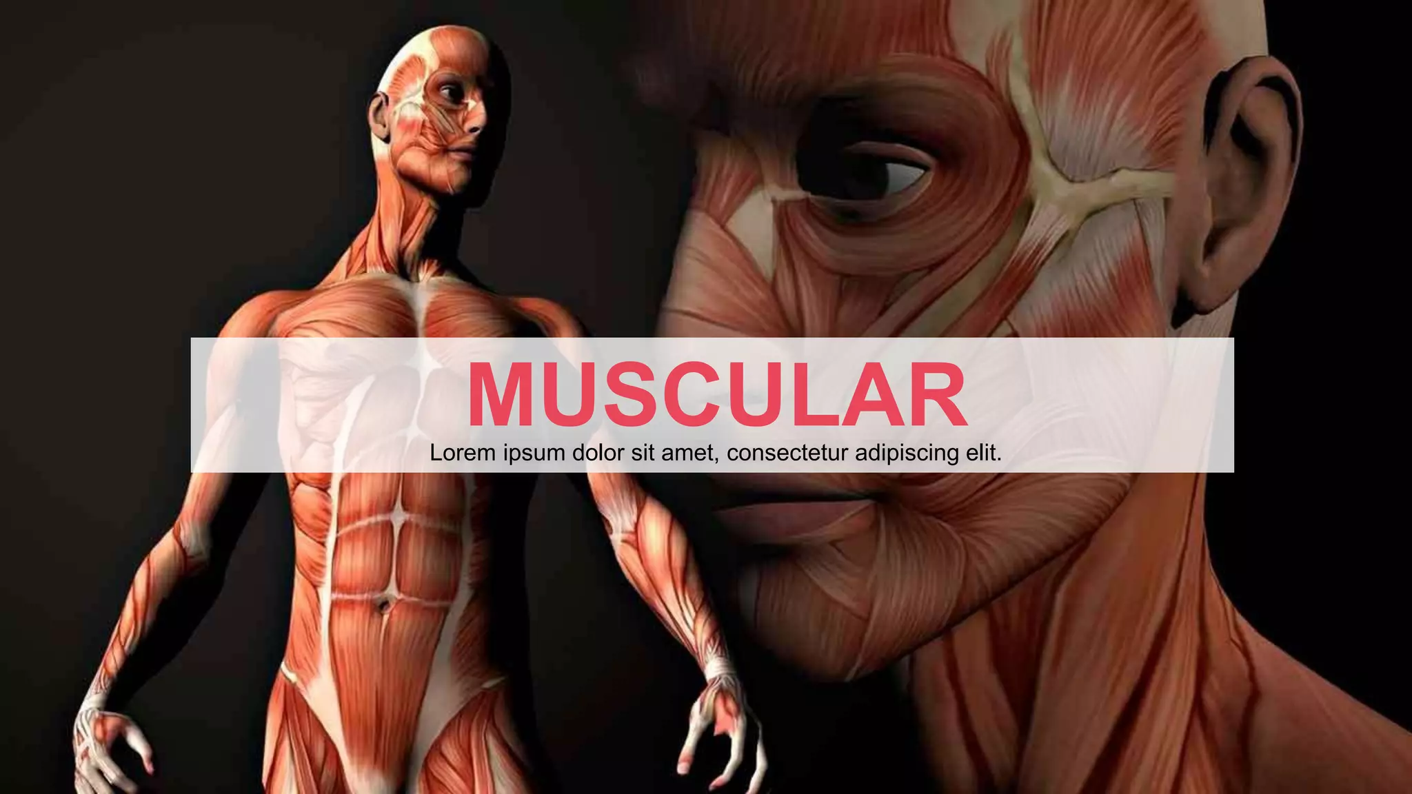 Sistema Muscular Plantilla PowerPoint.pptx