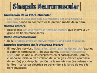 Sistema_Muscular_proyecto músculo esqueletico | PPT