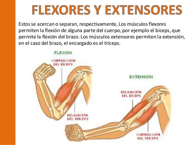 Sistema muscular psf