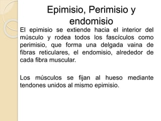 Sistema muscular | PPTX
