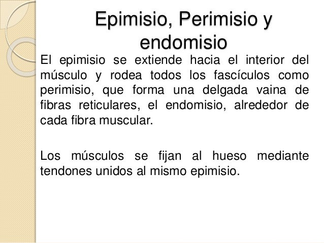 Sistema muscular