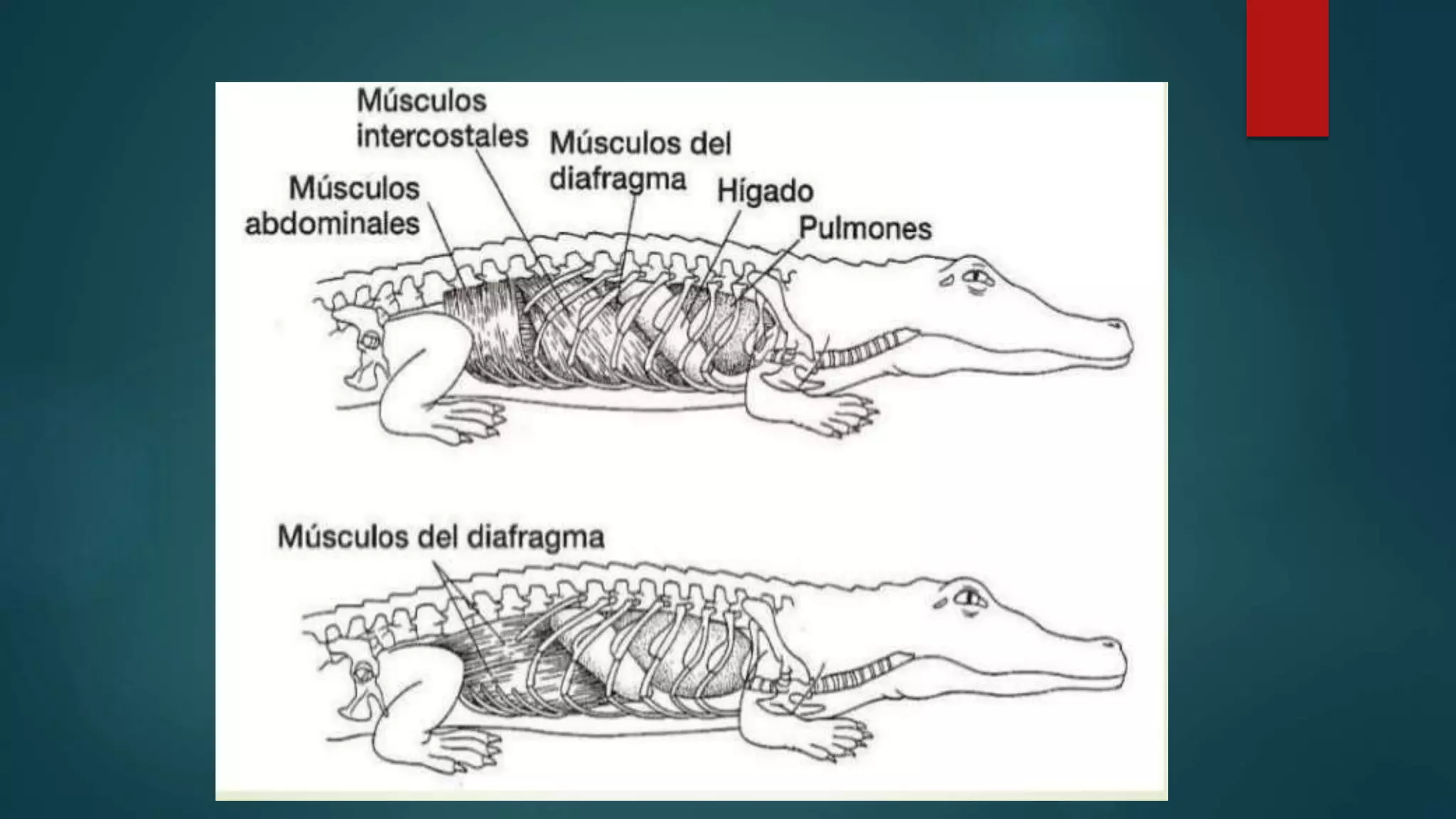 Sistema muscular reptiles | PPTX