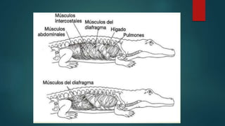 Sistema muscular reptiles | PPTX