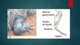 Sistema muscular reptiles | PPTX