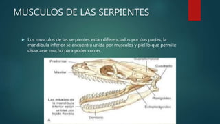 Sistema muscular reptiles | PPTX