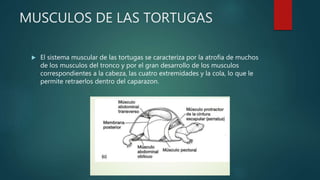 Sistema muscular reptiles | PPTX