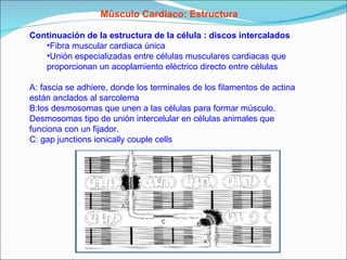 Sistema Muscular Sarcomeros | PPT
