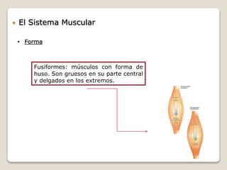 Sistema muscular stefany | PPTX