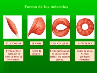 Sistema muscular | PPT