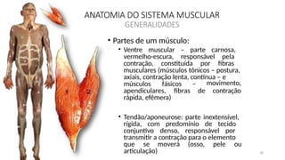 AULA: SOBRE ANATOMIA DO SISTEMA MUSCULAR | PPTX