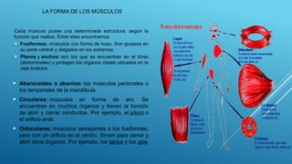 sistema muscular con definición y su función | PPTX