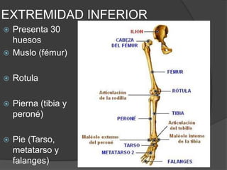 Sistema musculo esqueletico - copia | PPTX