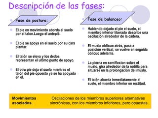 Sistema Musculo Esqueletico | PPTX