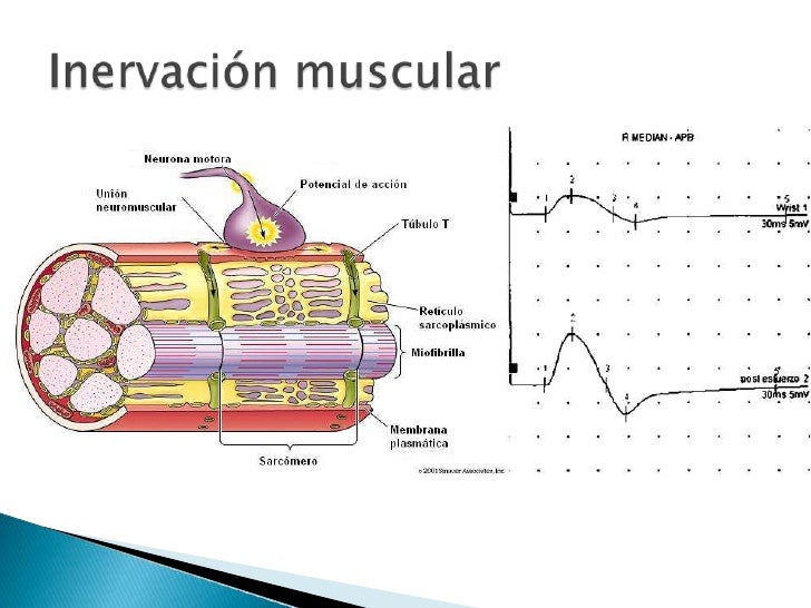 Sistema Musculo Esqueletico