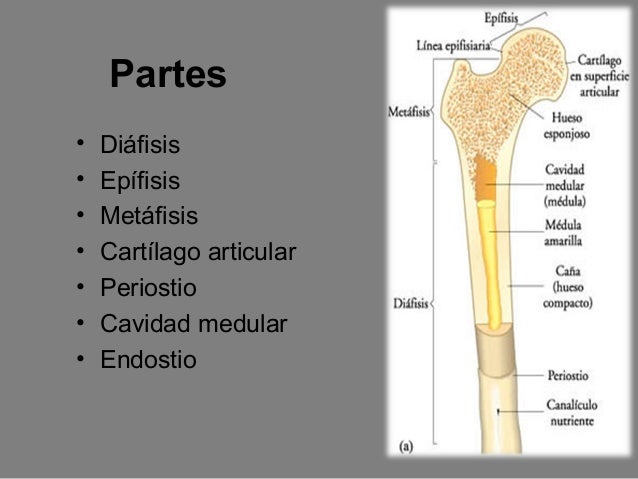 Sistema Musculoesquelético