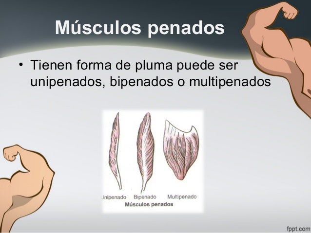 Sistema Musculoesquelético
