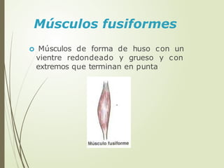 SISTEMA MUSCULO ESQEULETICO Y SUS ARTICULACIONES | PPTX