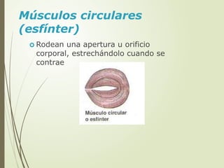 SISTEMA MUSCULO ESQEULETICO Y SUS ARTICULACIONES | PPTX