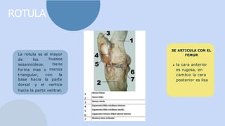 SISTEMA MUSCULO ESQUELETICO Y TEGUMENTARIO.pptx