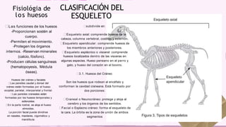 SISTEMA MUSCULO ESQUELETICO Y TEGUMENTARIO.pptx
