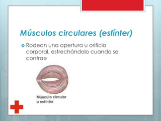 Sistema musculo esquelético | PPTX