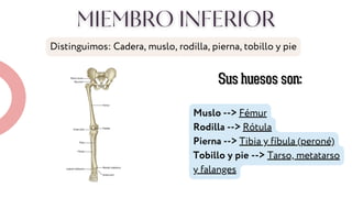 SISTEMA MUSCULOESQUELÉTICO, anatomía y fisiologia | PDF