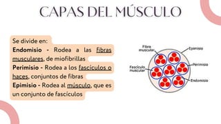 SISTEMA MUSCULOESQUELÉTICO, anatomía y fisiologia | PDF