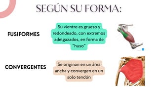 SISTEMA MUSCULOESQUELÉTICO, anatomía y fisiologia | PDF