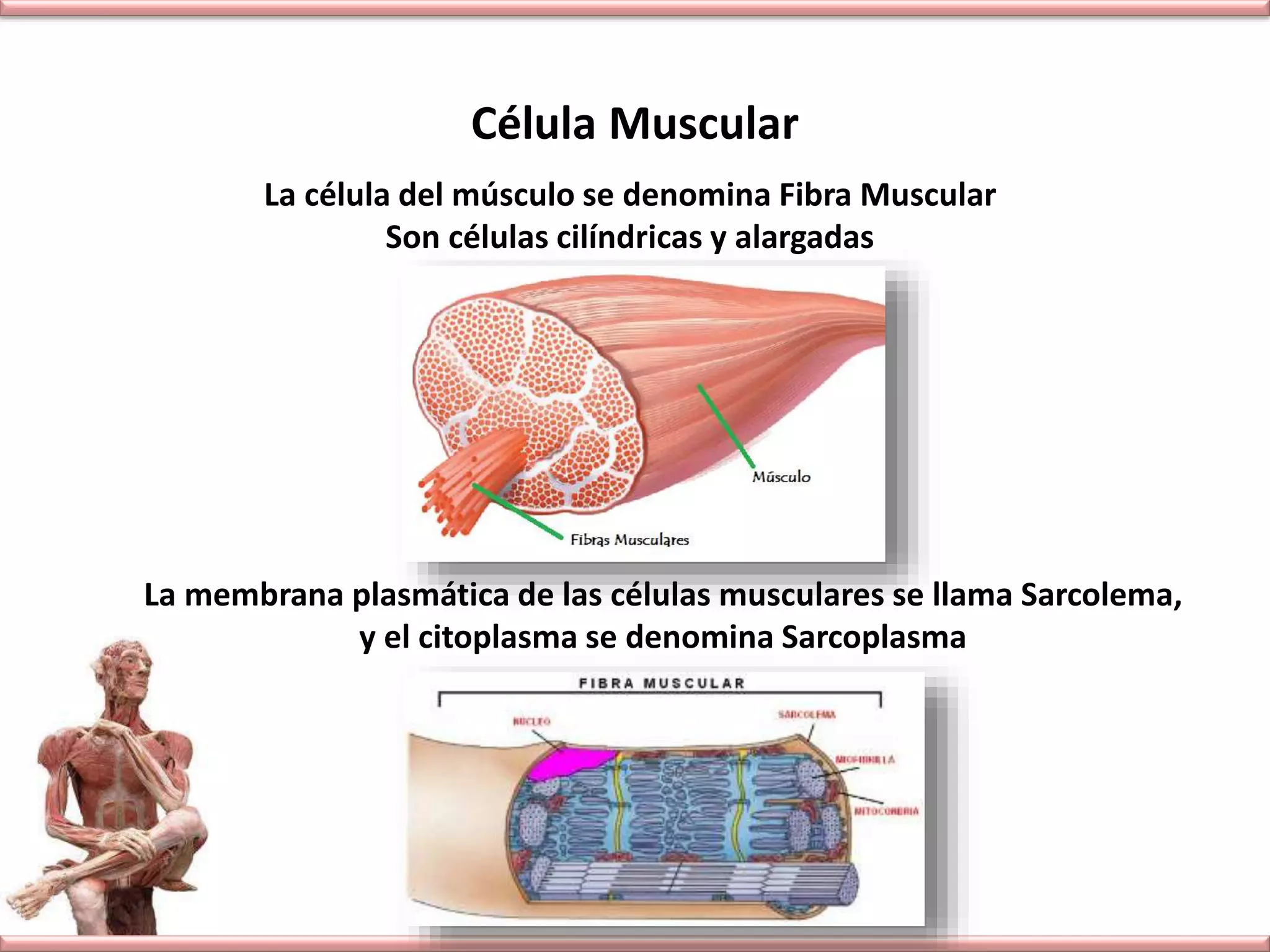 Sistema musculo tendinoso ligamentario | PPTX