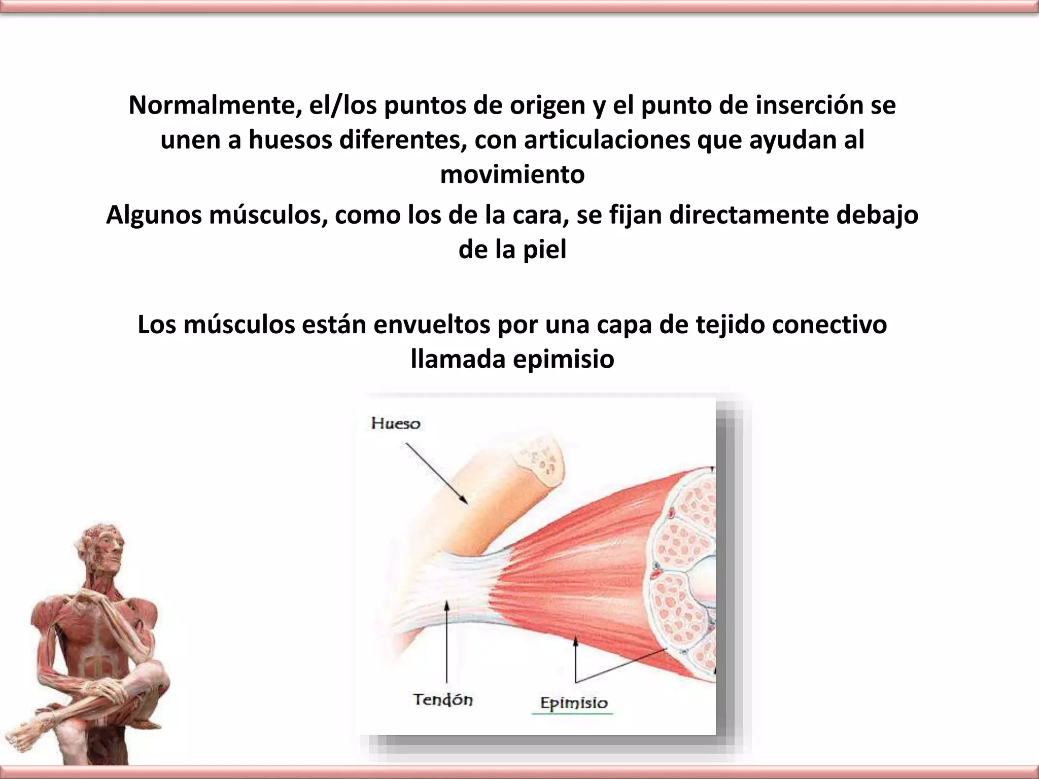 Sistema musculo tendinoso ligamentario | PPTX
