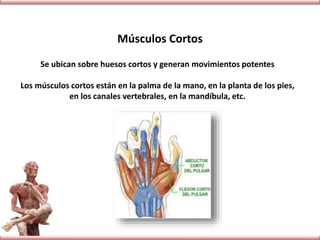Sistema musculo tendinoso ligamentario | PPTX