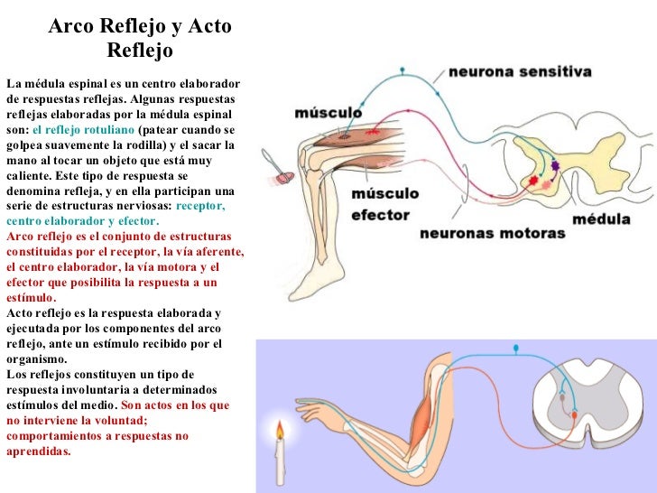 Acto Reflejo Y Arco Reflejo - slingo
