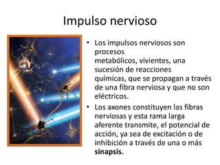 Sistema nervioso | PPTX