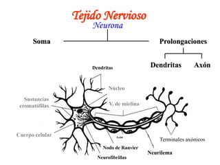 Sistema nervioso | PPTX