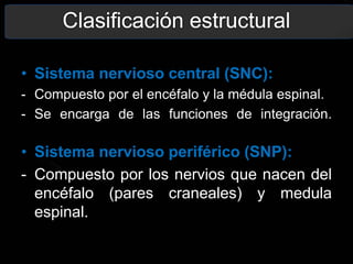 Sistema Nervioso | PPTX