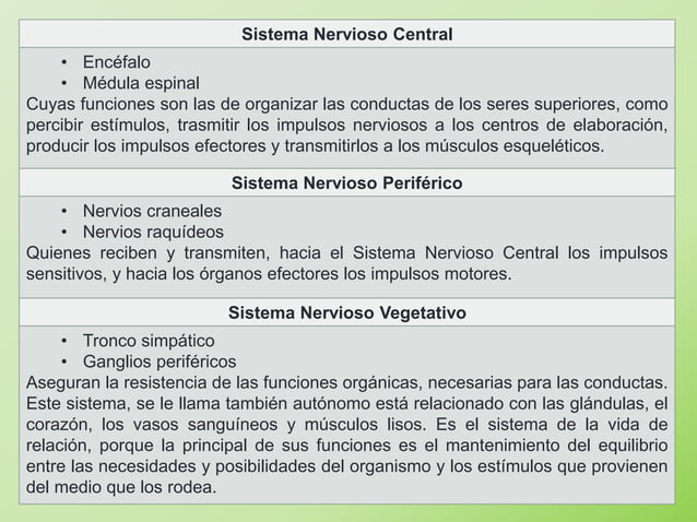 Sistema nervioso | PPT