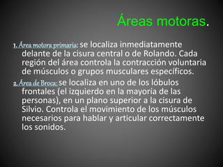 Sistema nervioso anatomia | PPTX
