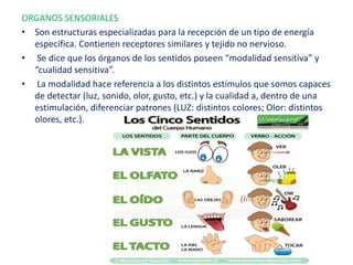 Sistema nervioso sentido de la vista | PPTX