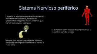 Sistema nervioso Jean Rodriguez | PDF