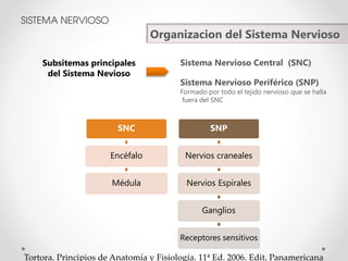 Sistema nervioso | PPTX