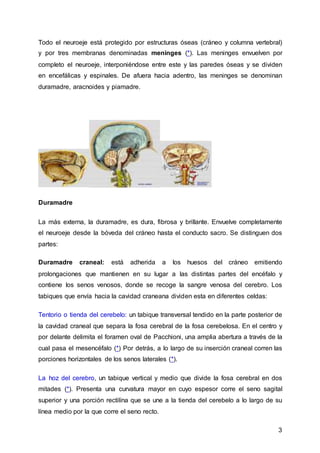 Sistema nervioso | DOCX