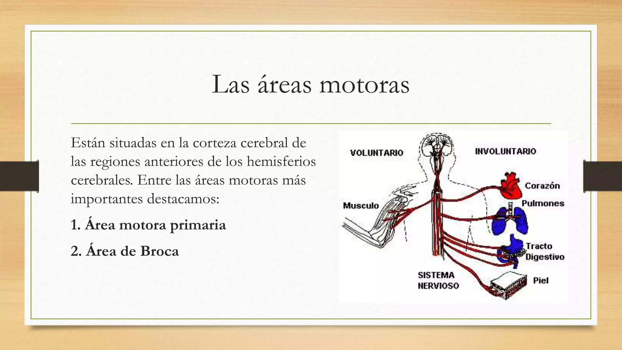 Anatomia del sistema nervioso | PPTX