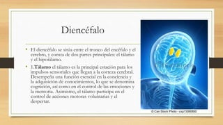 Anatomia del sistema nervioso | PPTX
