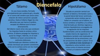 Sistema nervioso | PPTX