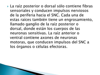 Sistema nervioso | PPTX